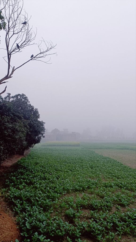 Winter Of Bihar [A Poem By India Fellow]