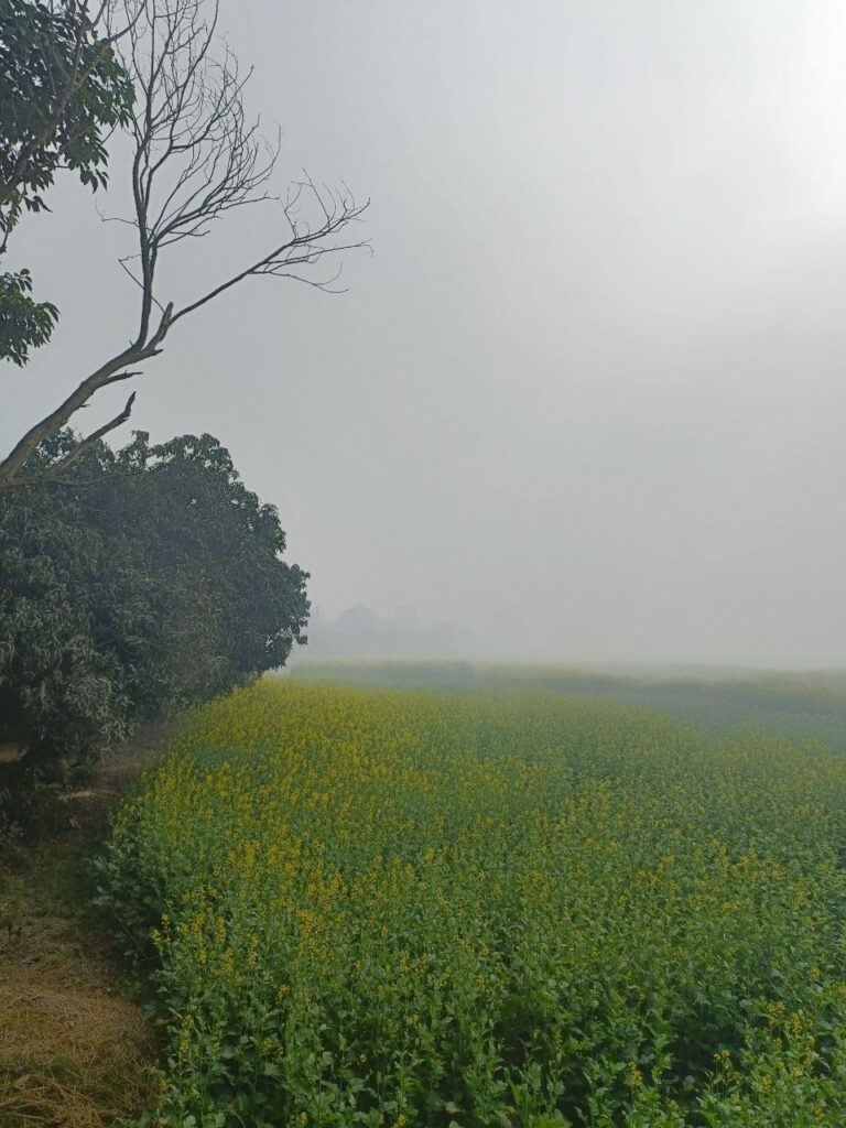 Winter Of Bihar [A Poem By India Fellow]