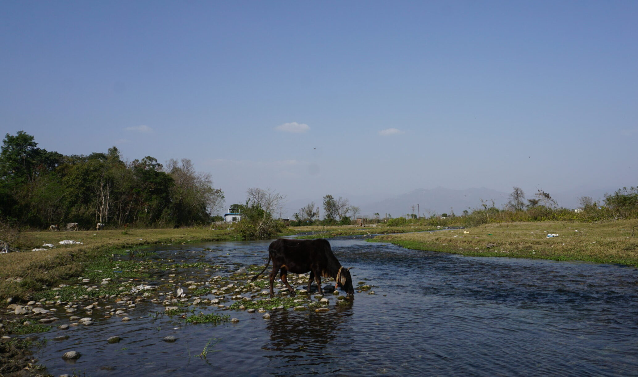 From Meadows To Markets: The Van Gujjars' Milk Routes in The Himalayas