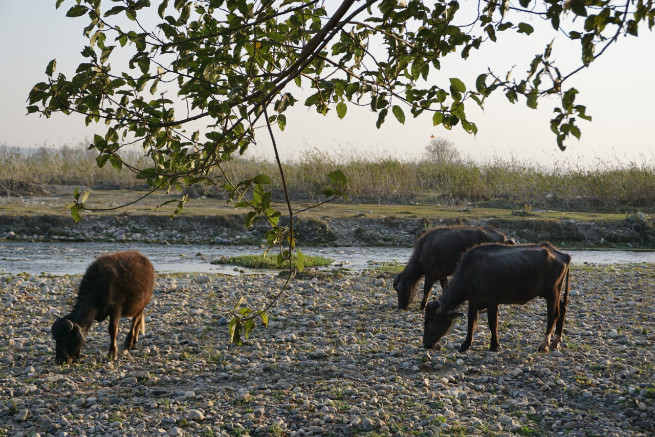 From Meadows To Markets: The Van Gujjars' Milk Routes in The Himalayas