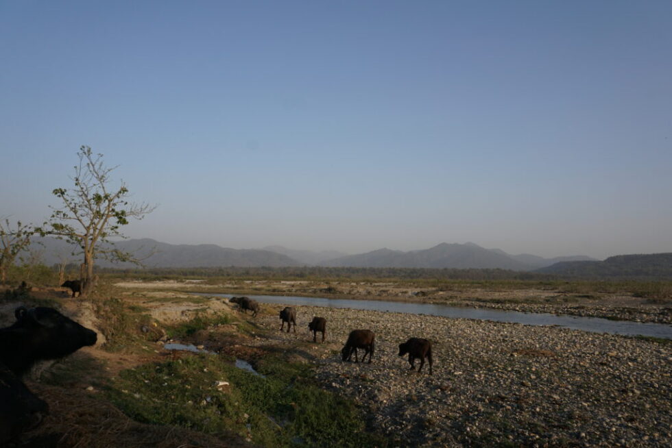 A Year In The Gojri Calendar